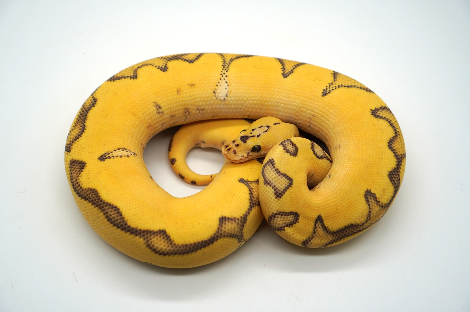 Orange Dream Enchi Fire Fly Red Stripe Clown Ball Python by Ozzy Boids ...