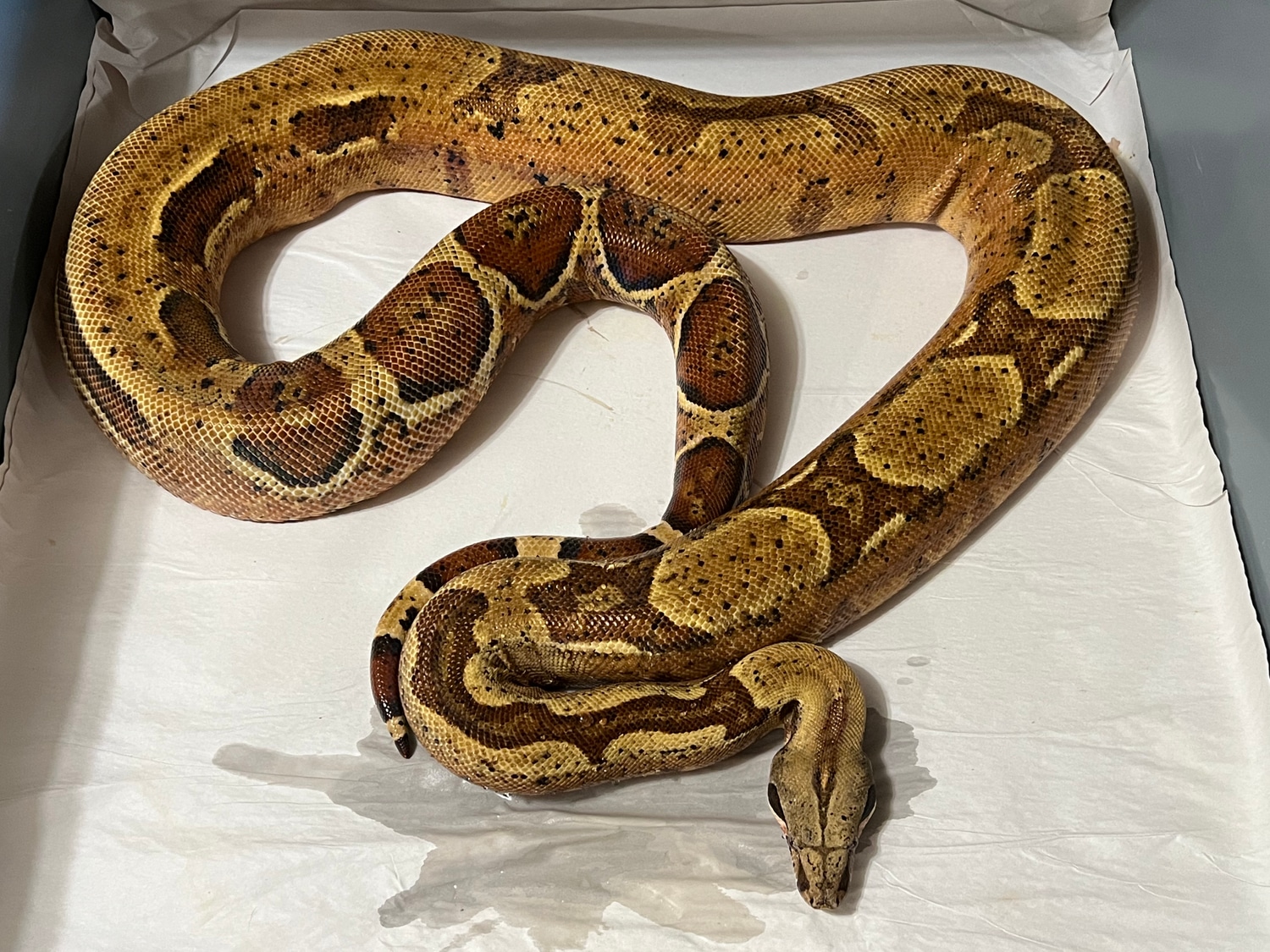 Hypo Jungle Double Het VPI T+ Leopard Boa Constrictor by Ozzy Boids LLC ...