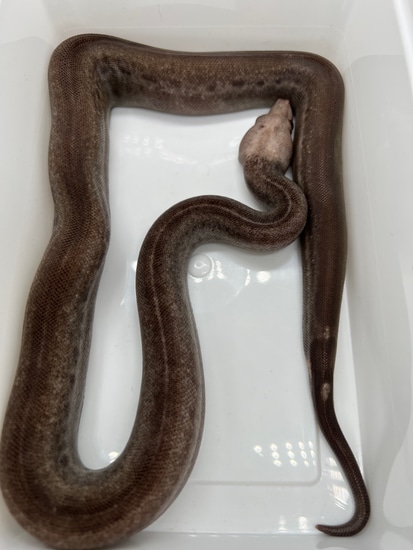 VPI T+ Eclipse Boa Boa Constrictor by Ozzy Boids LLC