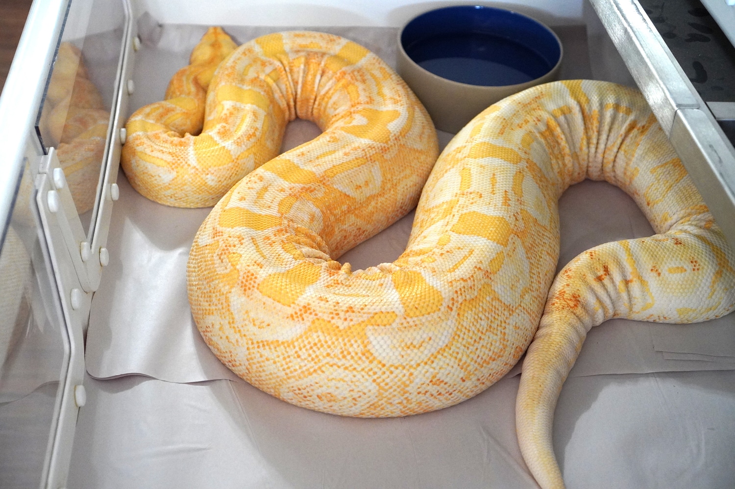 Sharp Aztec Het Anery 14BCI-012 Boa Constrictor by Ozzy Boids LLC ...