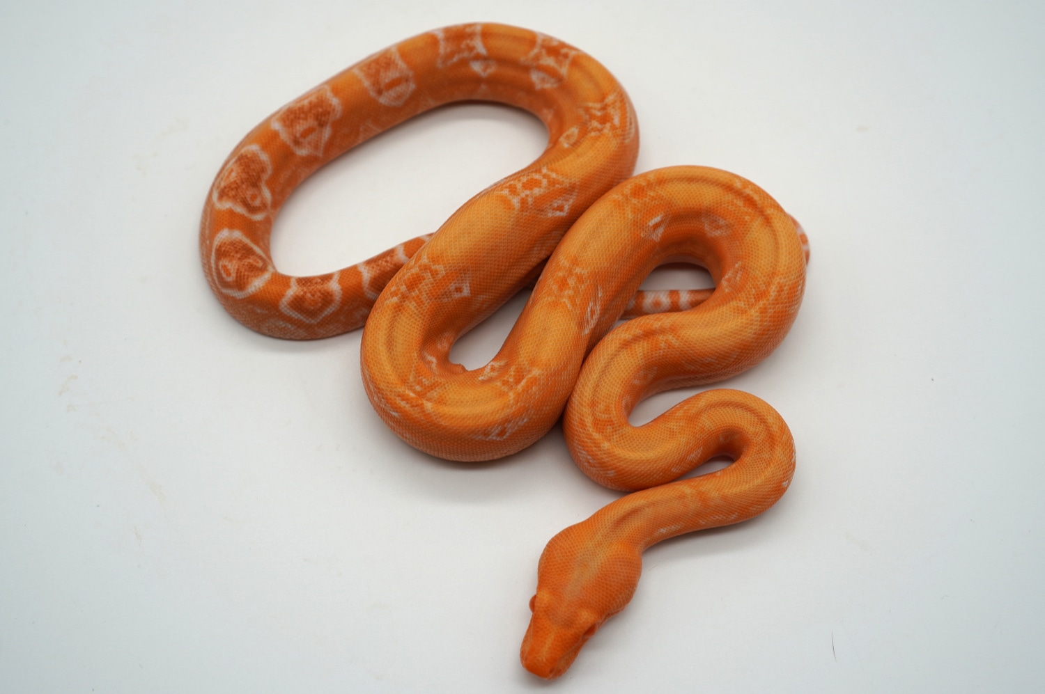 Sharp Blood Boa Constrictor by Ozzy Boids LLC - MorphMarket
