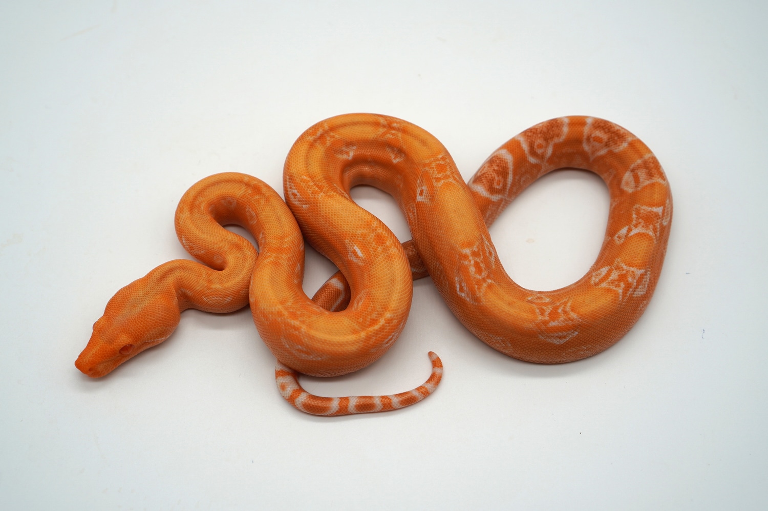 Sharp Blood Boa Constrictor by Ozzy Boids LLC - MorphMarket