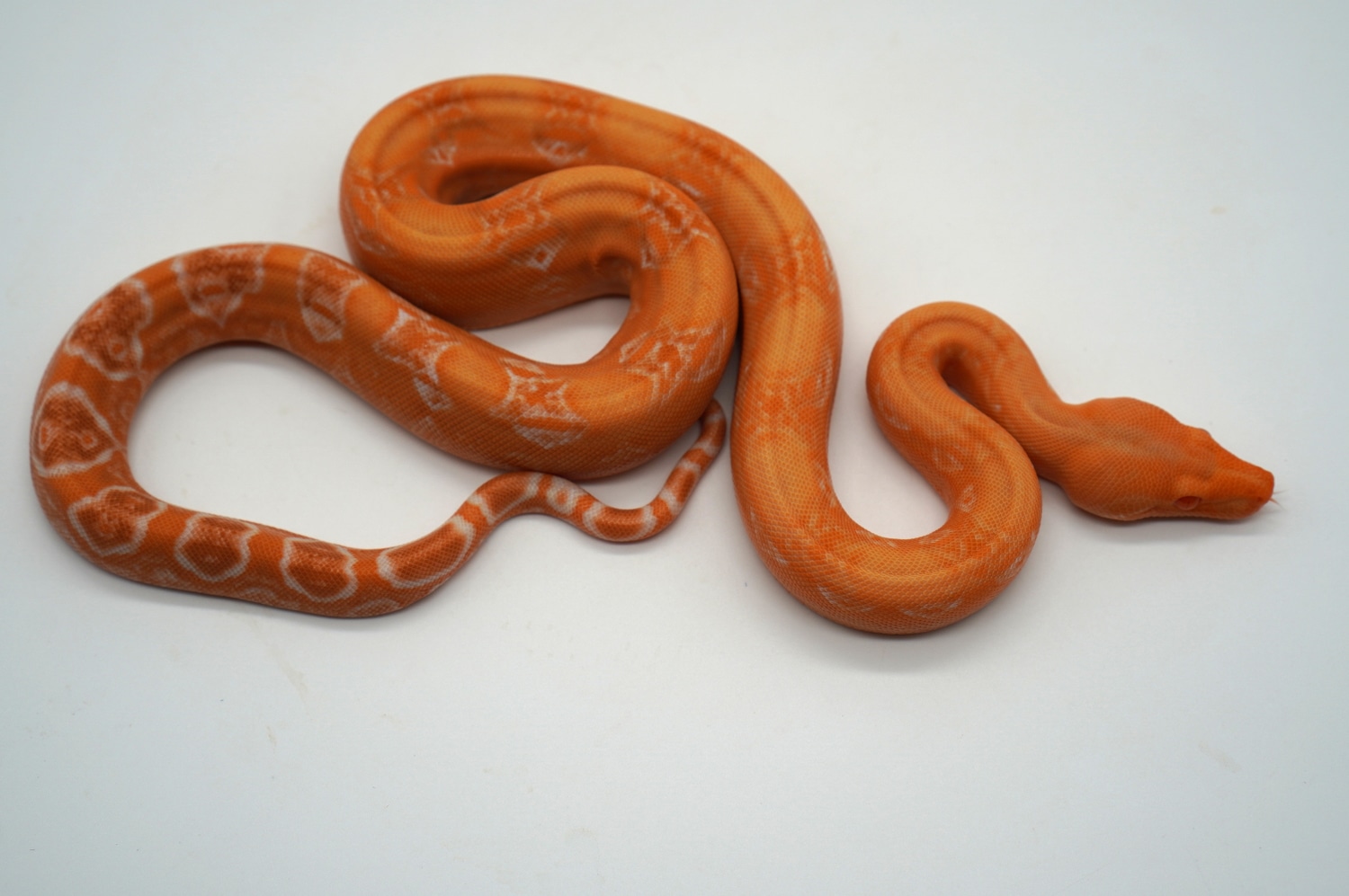 Sharp Blood Boa Constrictor by Ozzy Boids LLC - MorphMarket