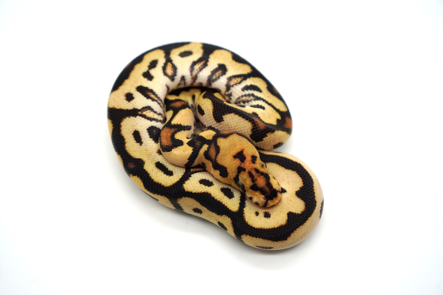 Orange Dream Fire Spotnose Clown Ball Python by Ozzy Boids LLC ...