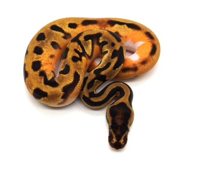 Super Orange Dream Enchi Pied Het Hypo 66% Het Ultramel Ball Python by ...