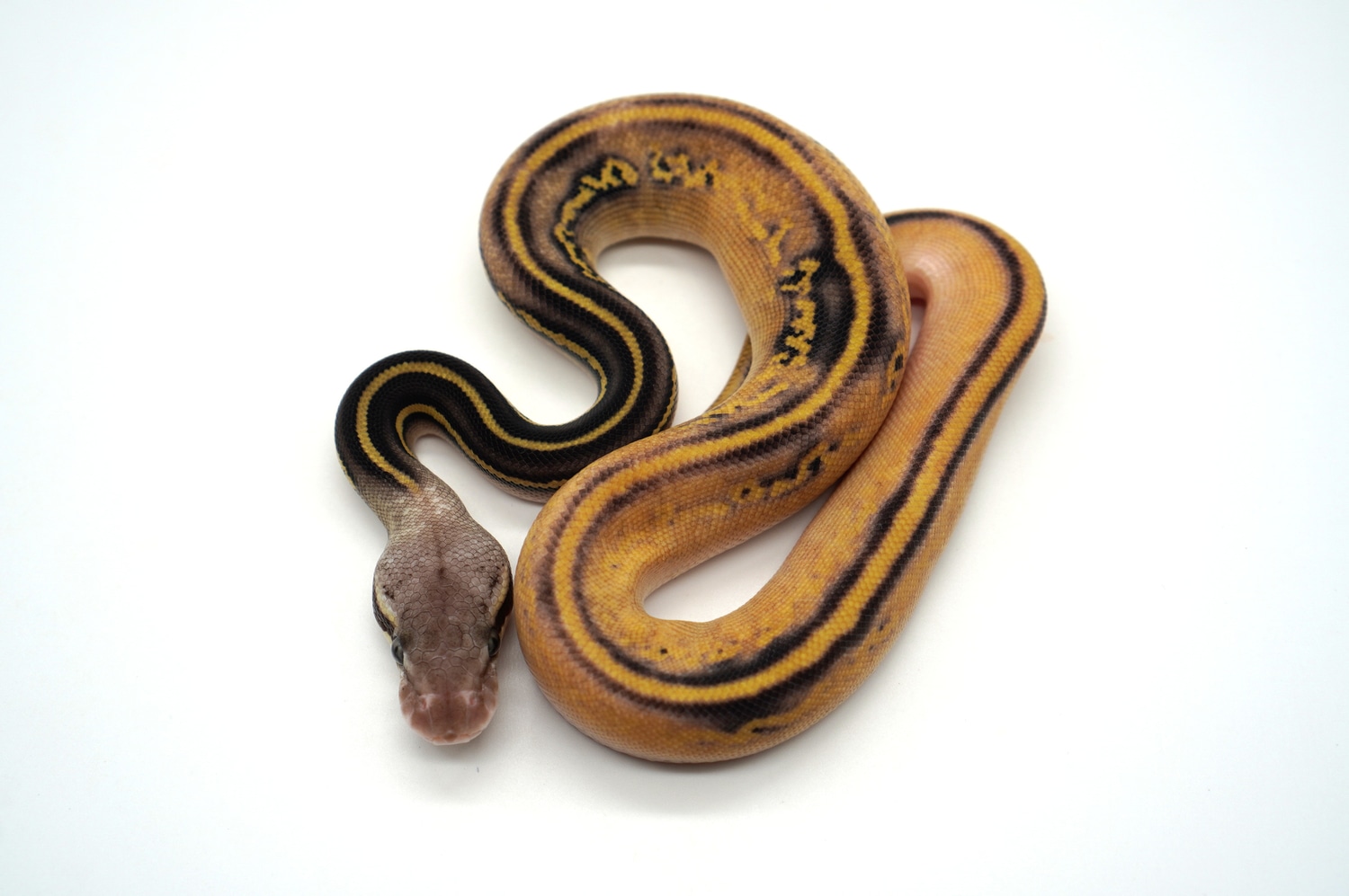 Black Head Pastel YB Mojave Leopard Het Clown Ball Python by Ozzy Boids ...