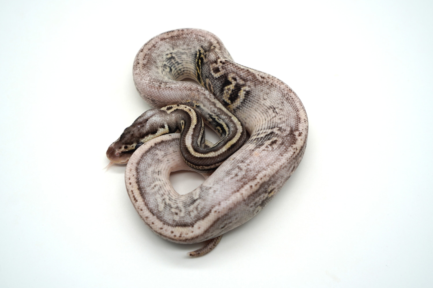 Blackhead Pastave Leo Het Clown Ball Python by Ozzy Boids LLC - MorphMarket