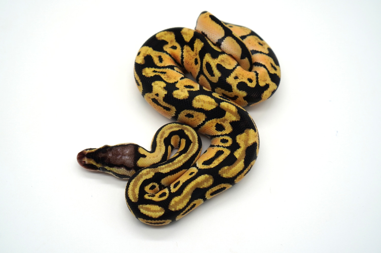 Pastel Het Puzzle 50% Het Desert Ghost Ball Python by Ozzy Boids LLC ...