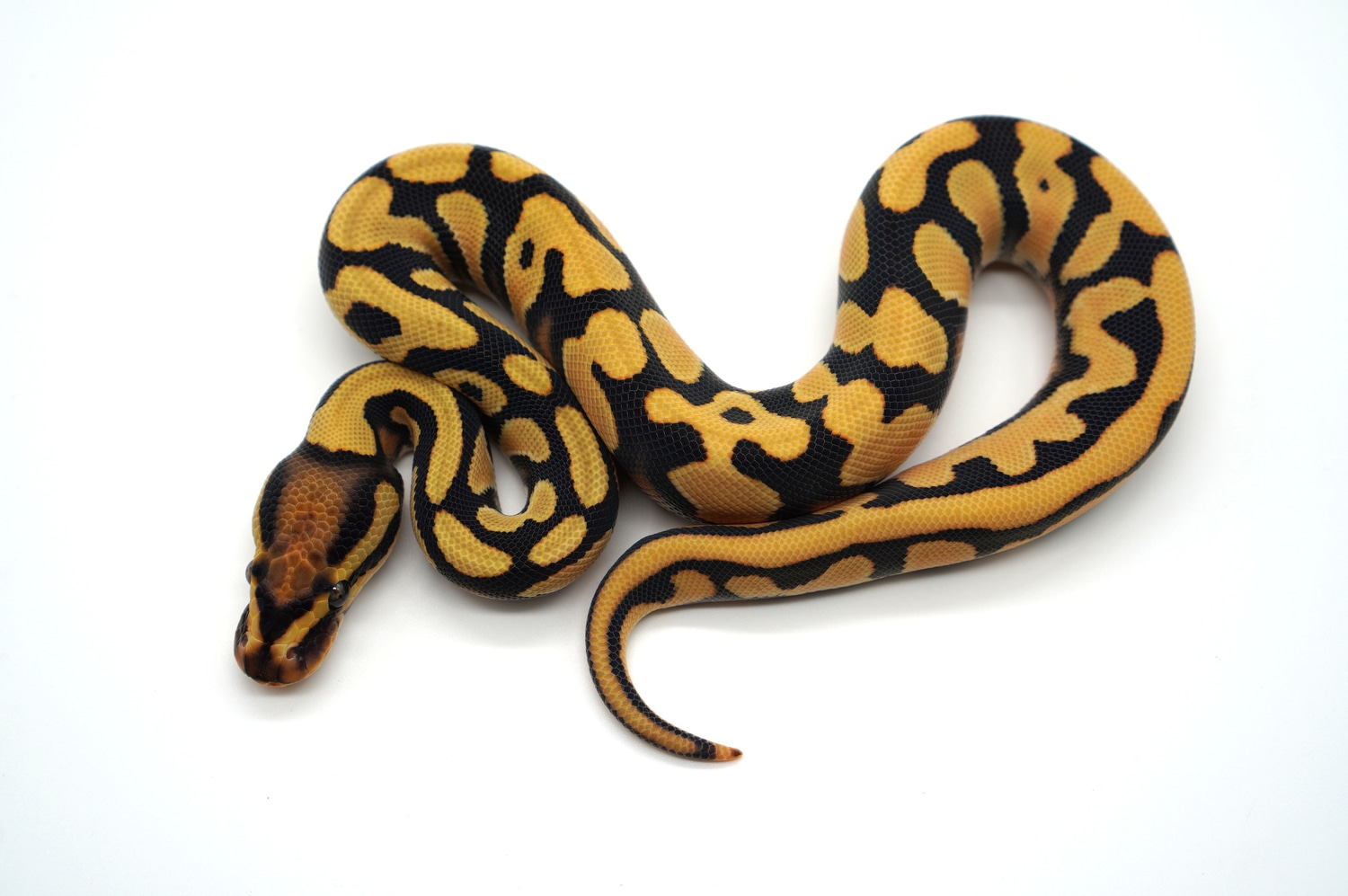 Orange Dream YB Desert Ghost Het Pied Ball Python by Ozzy Boids LLC ...