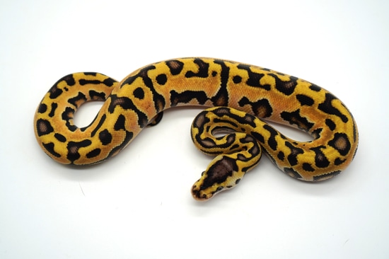 Orange Dream Pastel Puzzle (Cryptic?) Ball Python by Ozzy Boids LLC