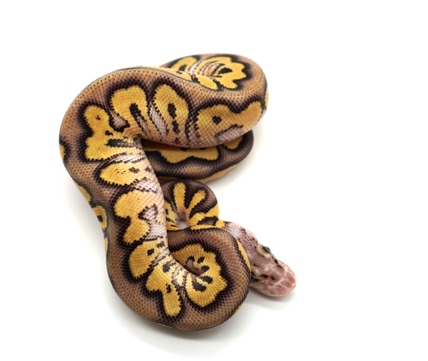 Orange Dream YB Leo Pied Het Candy Ball Python by Ozzy Boids LLC ...