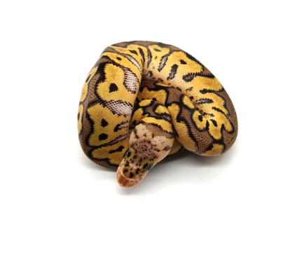 Super Orange Dream YB Enchi Leopard Pastel Candino Pied Ball Python by ...
