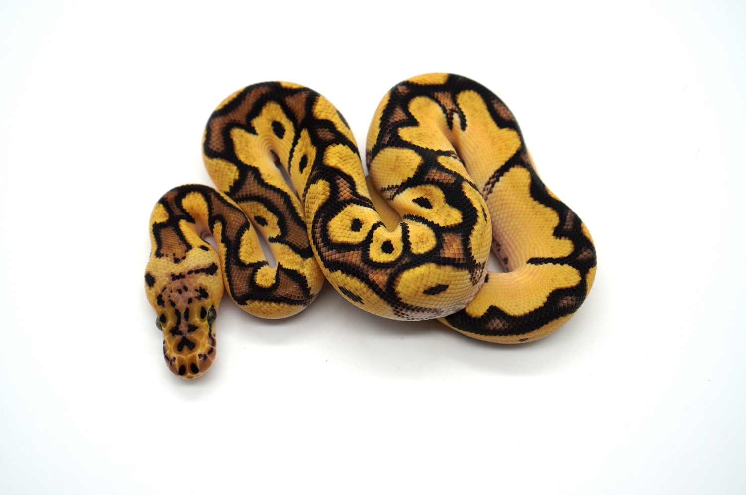 High Intensity Super Orange Dream (HI X 1) Pastel Clown Ball Python by ...