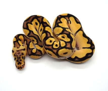 Lesser Black Pastel Mahogany Clown Ball Python by Ozzy Boids LLC ...