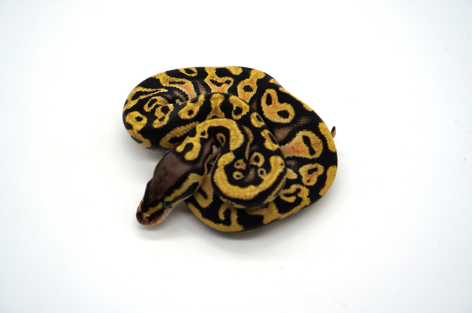 HI Orange Dream Pastel Hurricane Het Clown Ball Python by Ozzy Boids ...