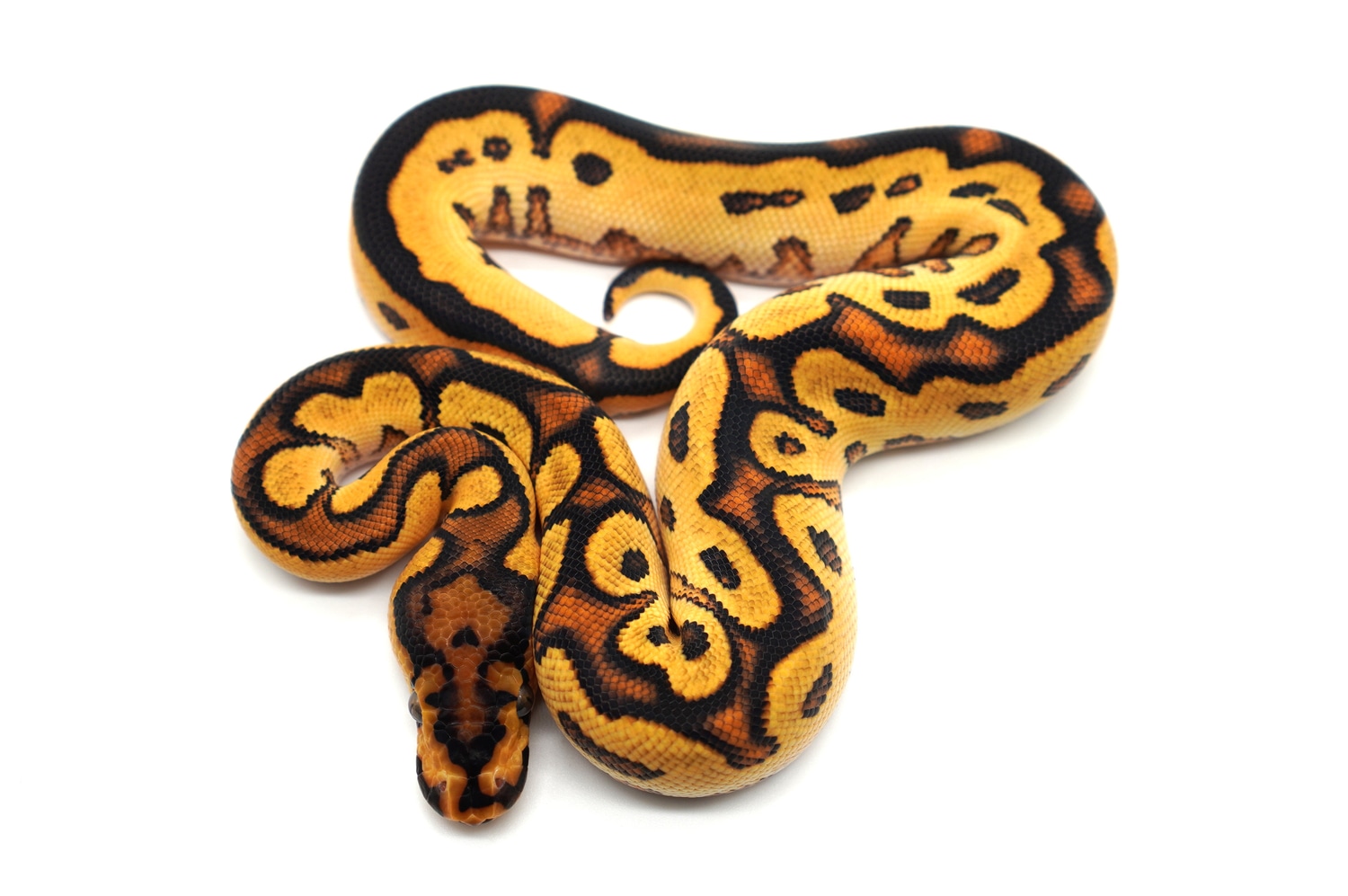 Super Orange Dream (HI X 1) YB Clown Ball Python by Ozzy Boids LLC ...