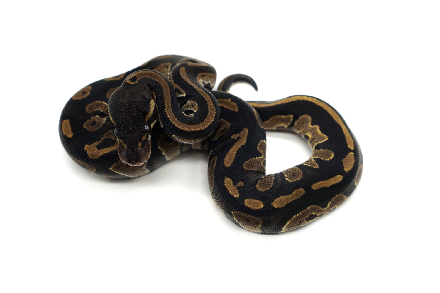 Black Head DH VPI Axanthic Pied Ball Python by Ozzy Boids LLC - MorphMarket