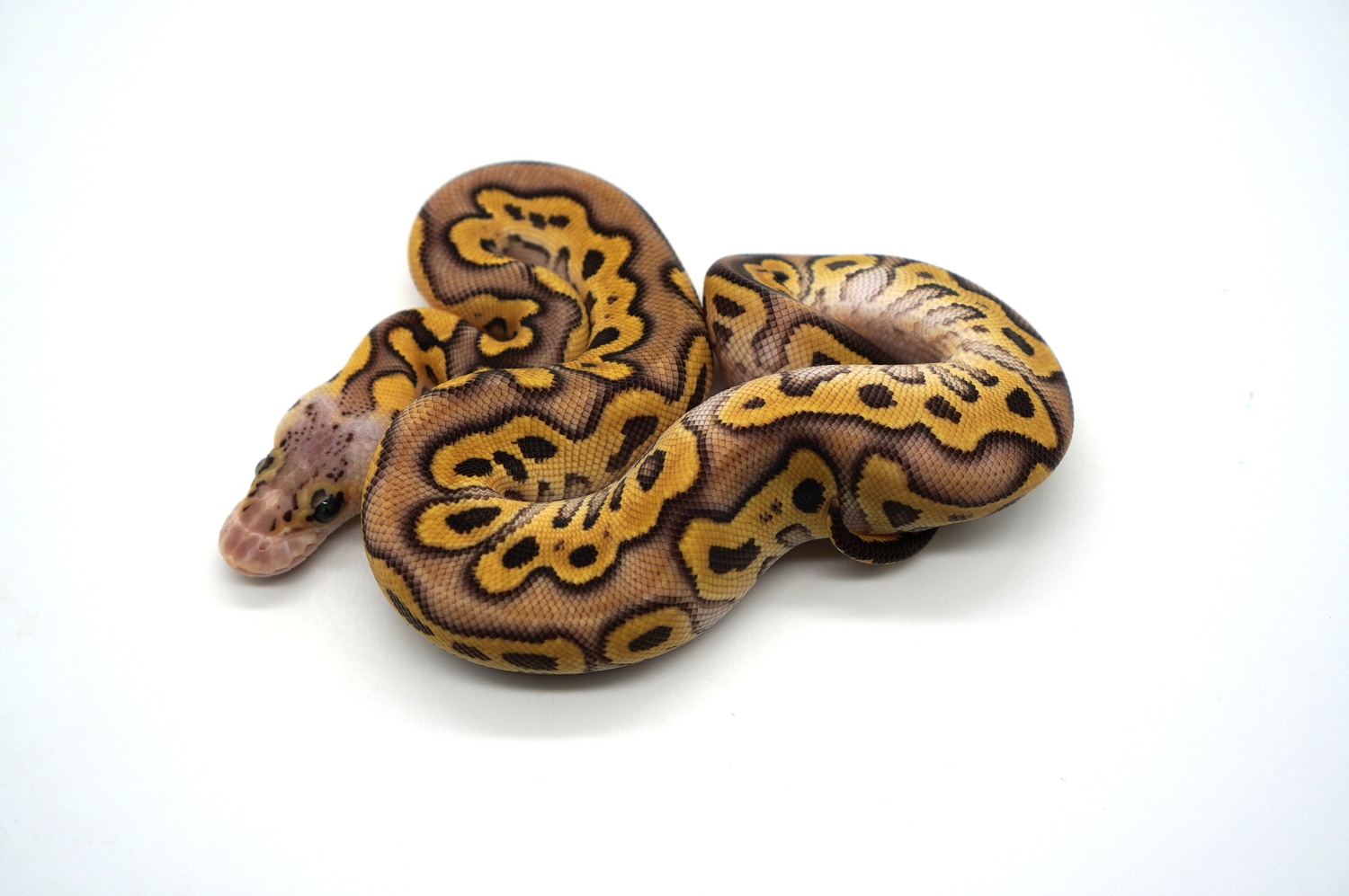 Pastave Clown Het Lavender Albino Ball Python by Ozzy Boids LLC ...