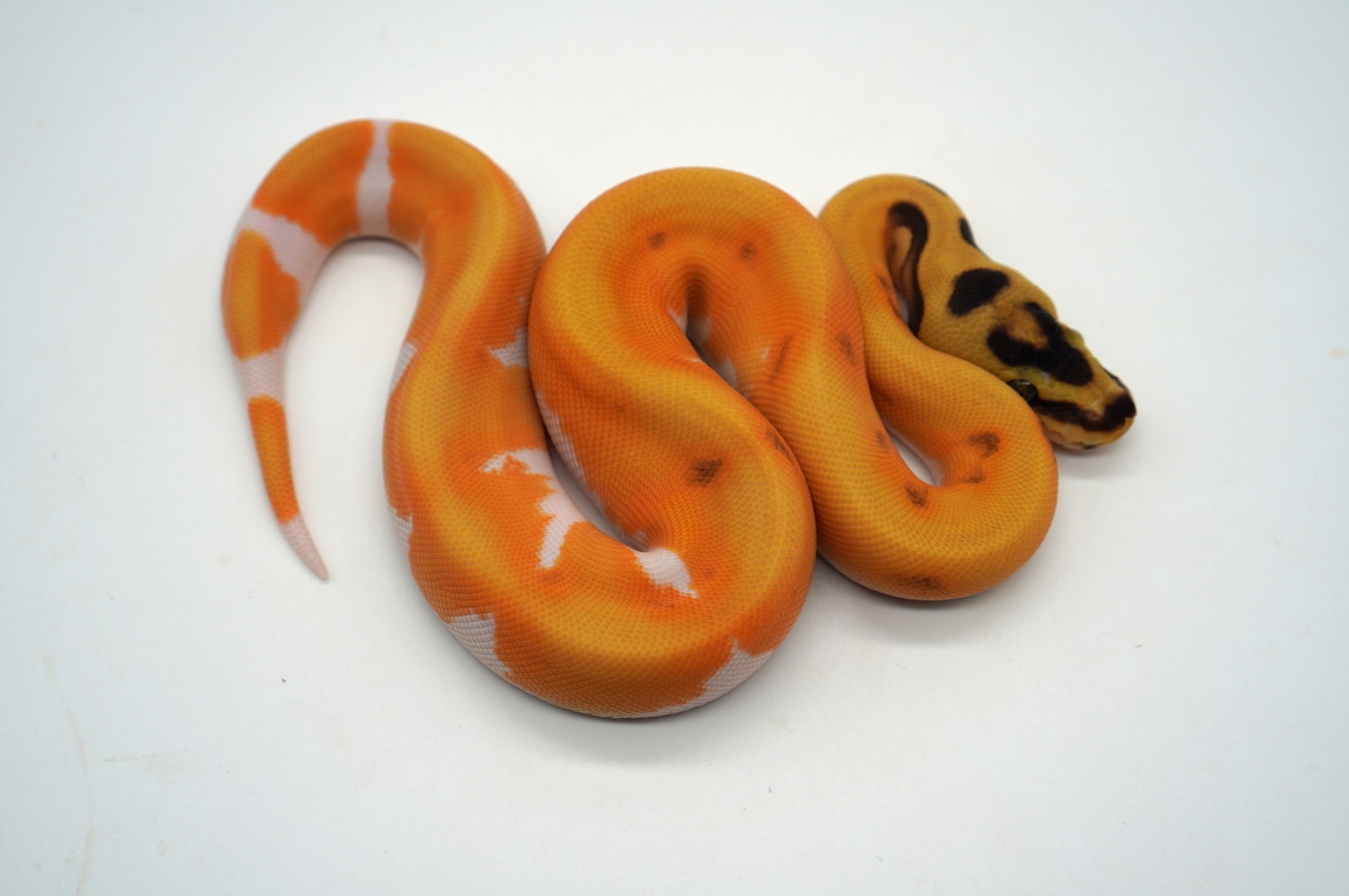 Super Orange Dream YB Super Enchi Leopard Pied 50% Het Hypo Ball Python ...