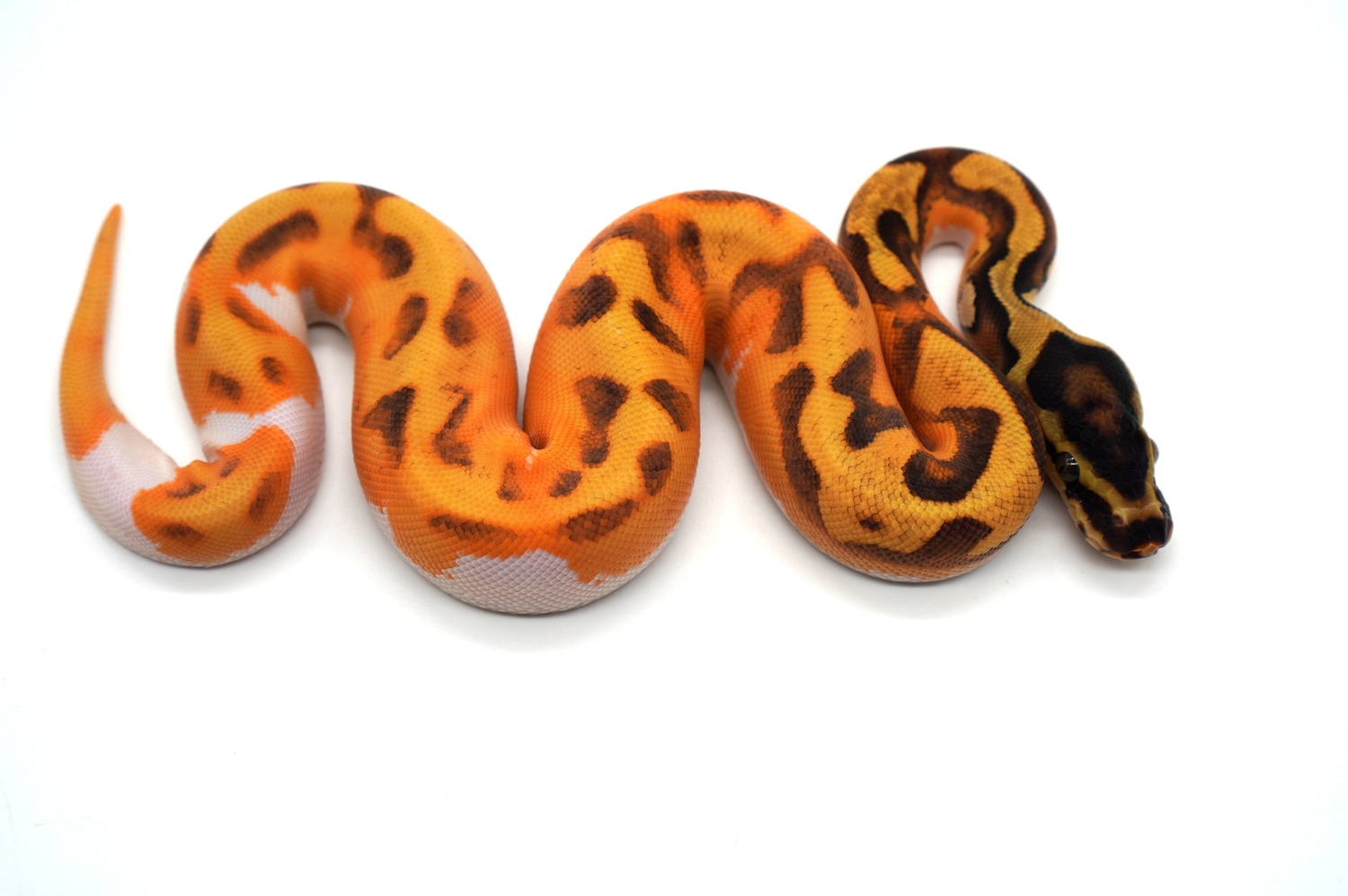 Orange Dream Enchi Leopard Pied Ball Python by Ozzy Boids LLC - MorphMarket
