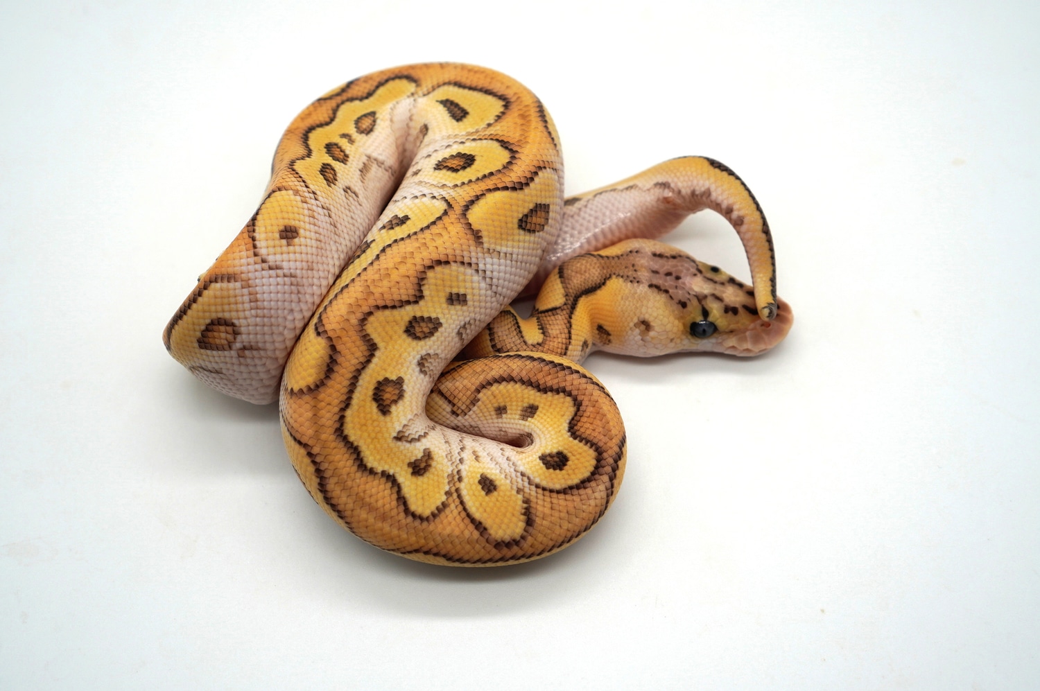 Orange Dream Pastel Mojave Red Stripe Clown Ball Python by Ozzy Boids ...