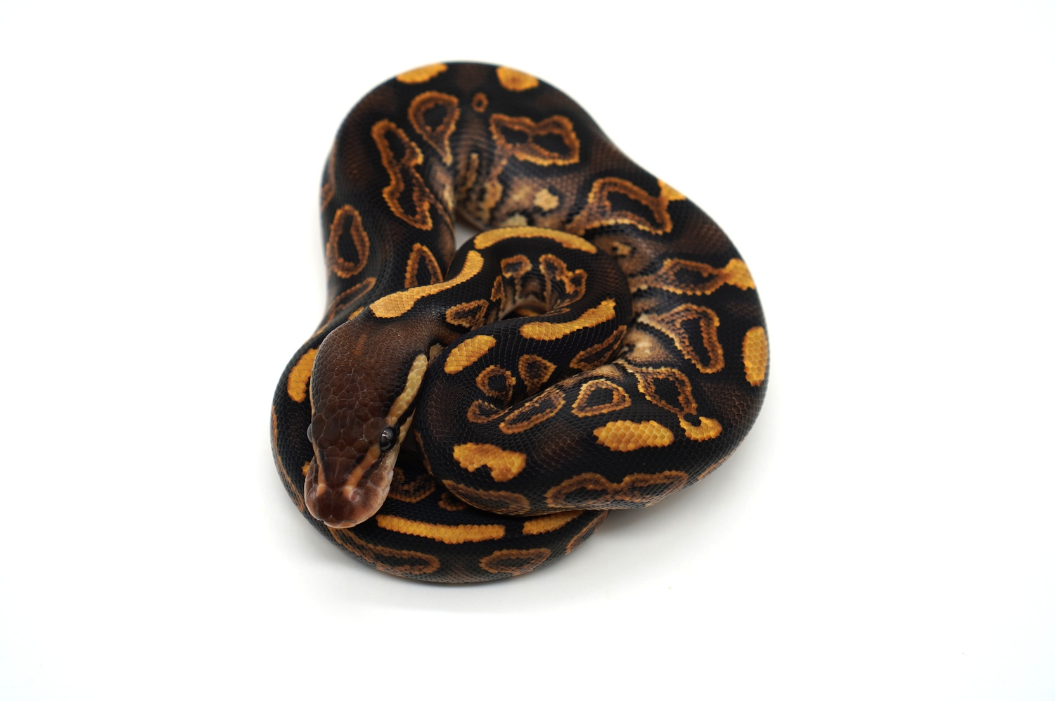 Barnhart Black Pastel YB/Asphalt Het Clown Ball Python by Ozzy Boids ...