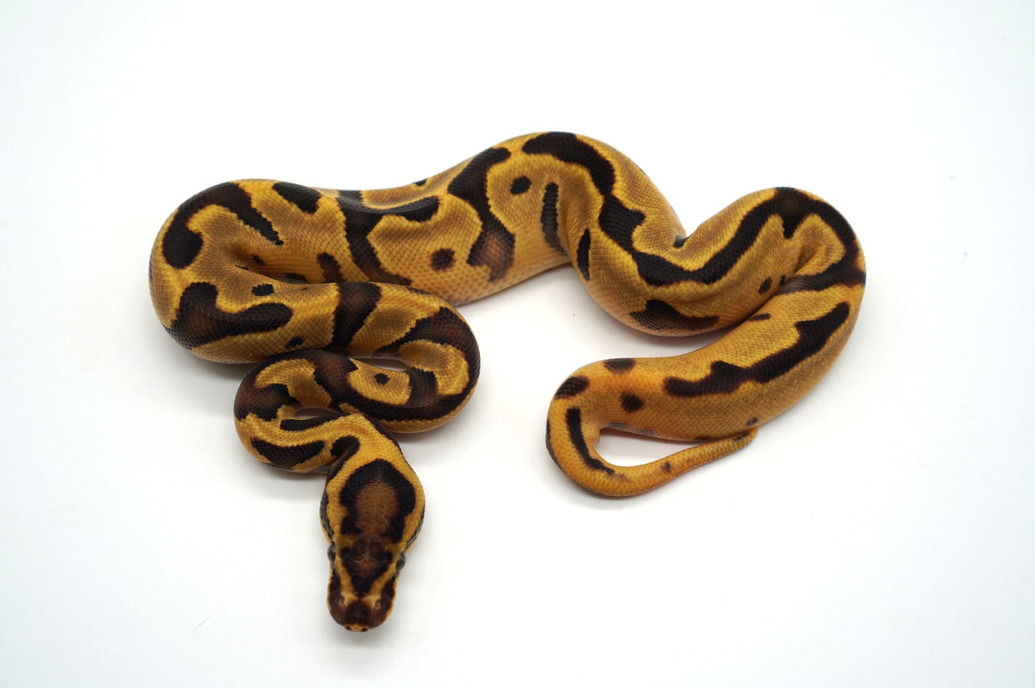 YB Enchi Fire Leopard Het Clown Ball Python by Ozzy Boids LLC - MorphMarket