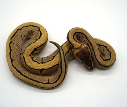 Orange Dream Fire Fly VPI Axanthic Het Pied Ball Python by Ozzy Boids ...
