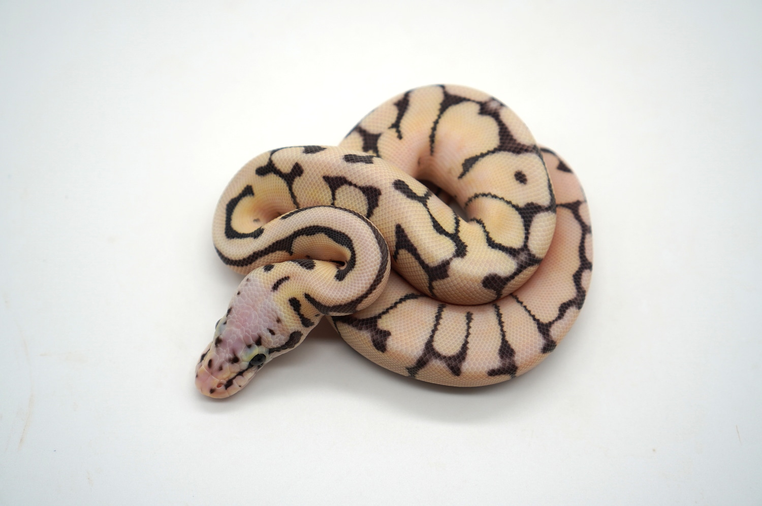 Killer Bee Desert Ghost DH VPI Axanthi Genetic Striped Ball Python by ...