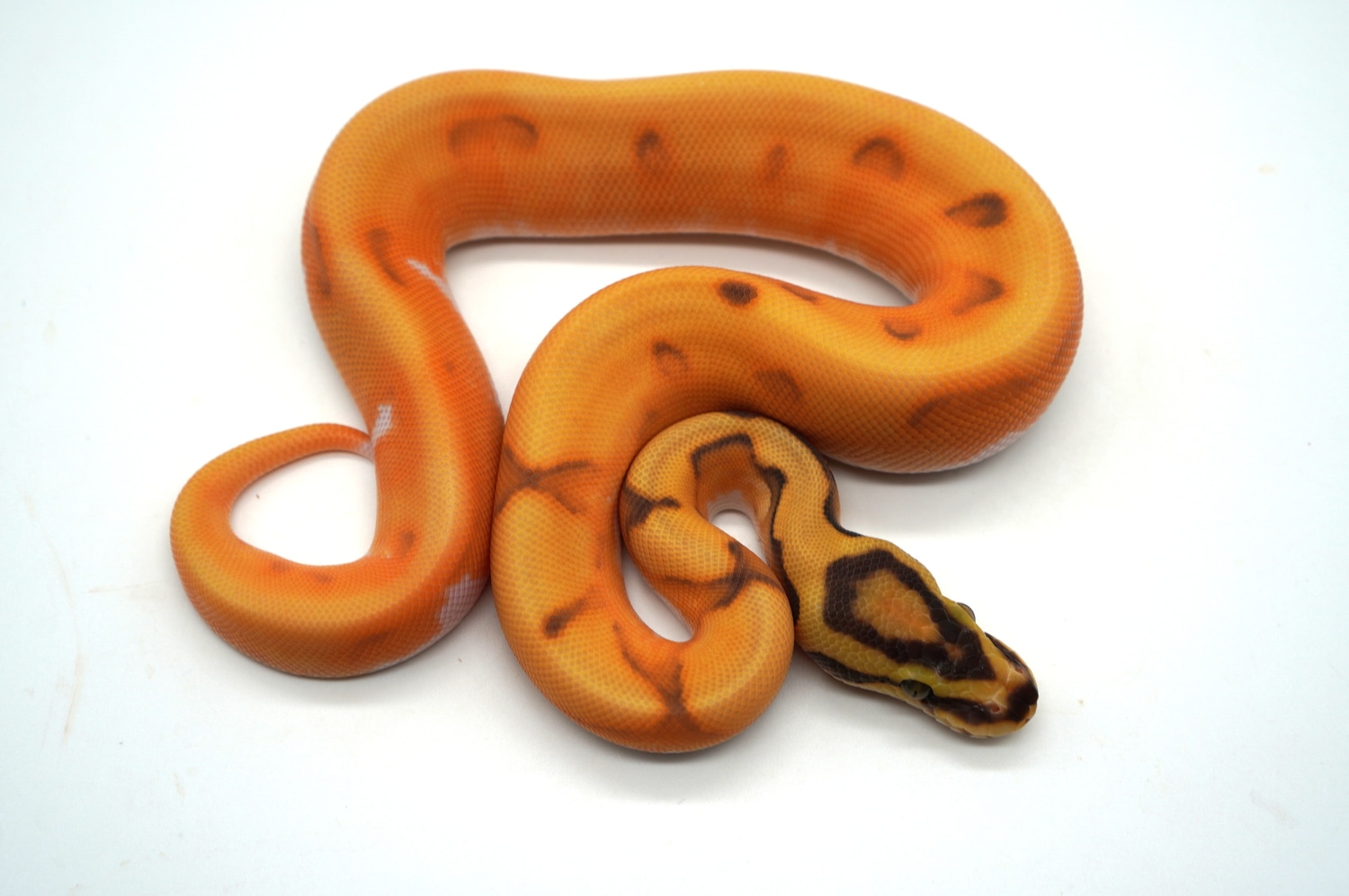 Orange Dream Super Enchi Hypo Leopard Pied 50% Het Ultramel Ball Python ...