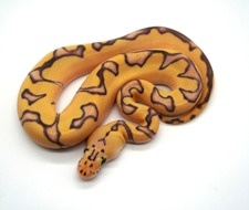 Pos Super Orange Dream Enchi Fire Fly Clown Ball Python by Ozzy Boids ...