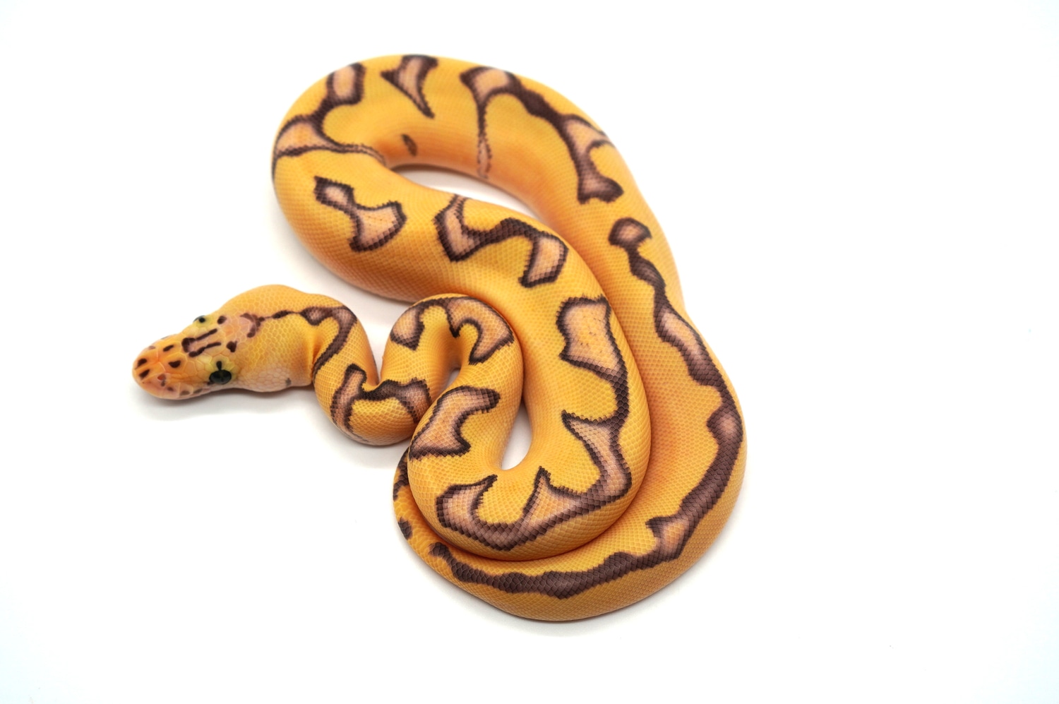 Pos Super Orange Dream Enchi Fire Fly Clown Ball Python by Ozzy Boids ...