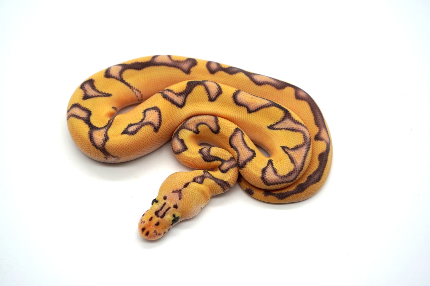 Pos Super Orange Dream Enchi Fire Fly Clown Ball Python by Ozzy Boids ...