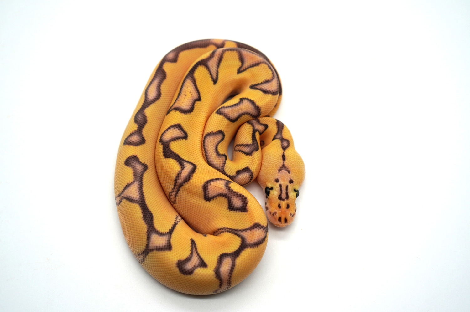 Pos Super Orange Dream Enchi Fire Fly Clown Ball Python by Ozzy Boids ...