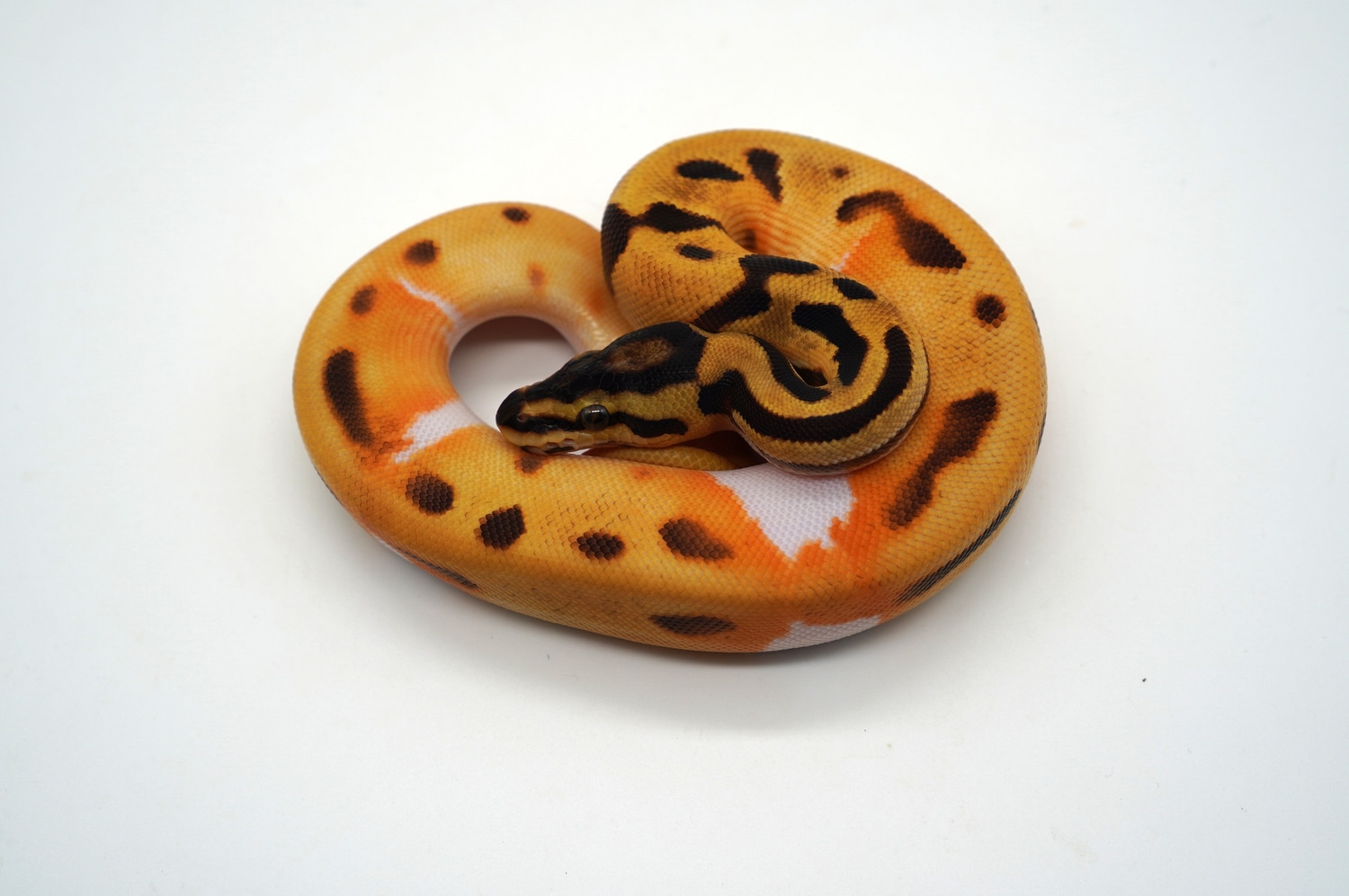 Orange Dream Enchi Pastel Leopard Pied Ball Python by Ozzy Boids LLC ...