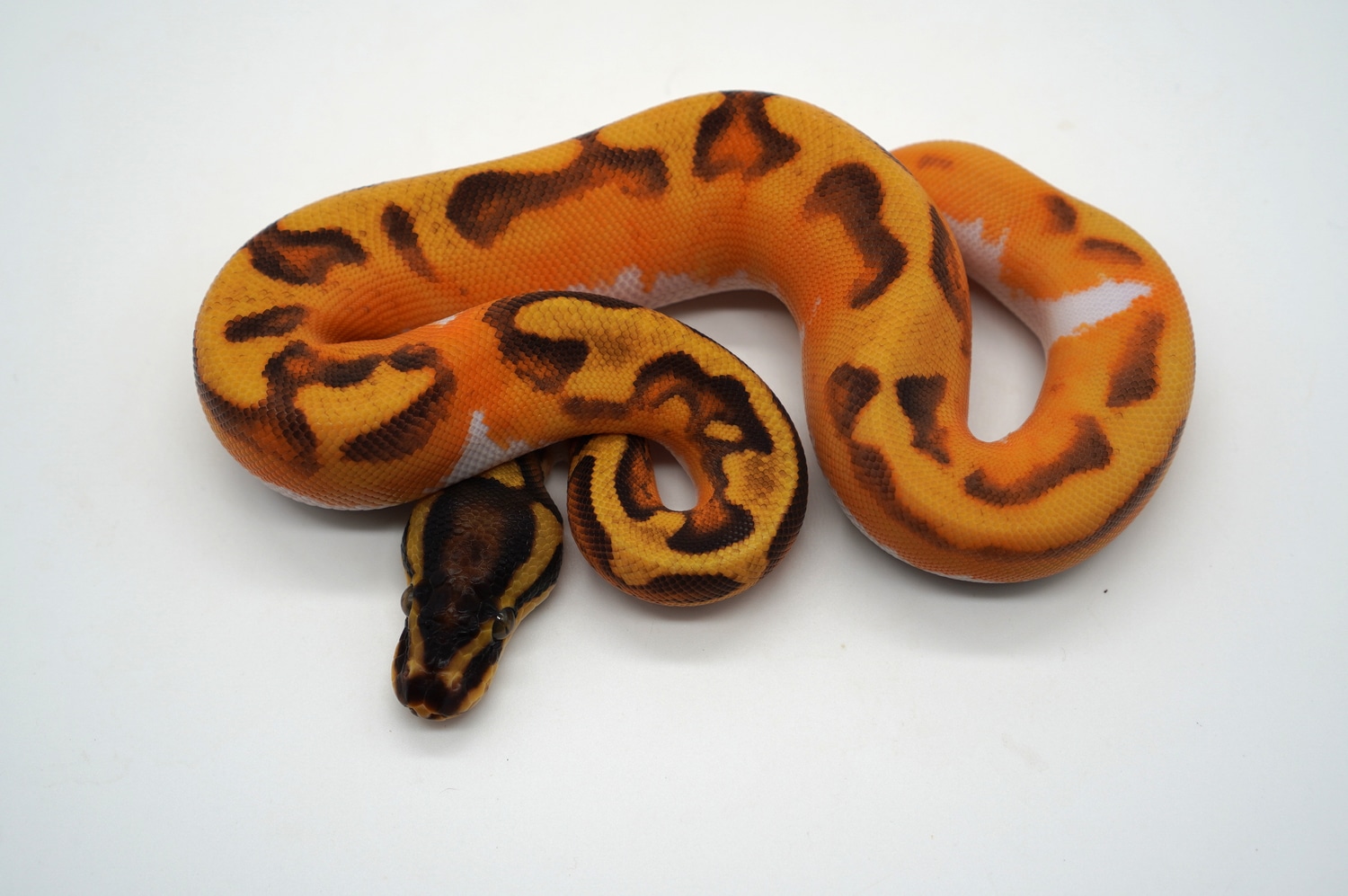 Super Orange Dream Enchi Leopard Pied Ball Python by Ozzy Boids LLC ...