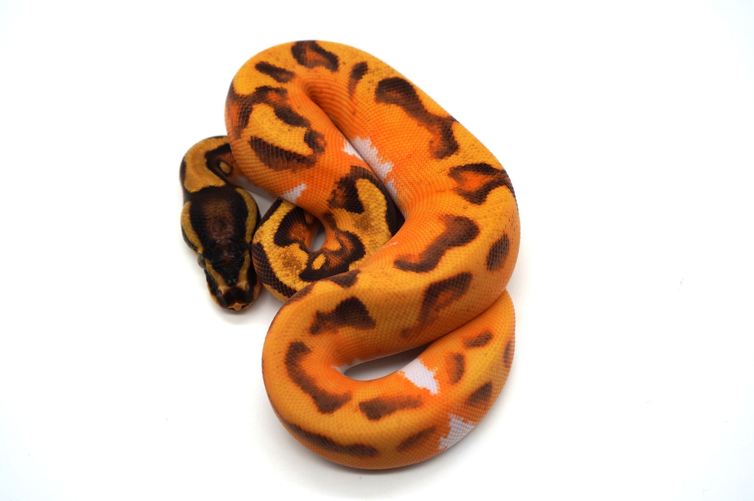 Super Orange Dream YB Enchi Leopard Pied Ball Python by Ozzy Boids LLC ...