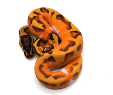 Super Orange Dream YB Enchi Leopard Pied Ball Python by Ozzy Boids LLC ...