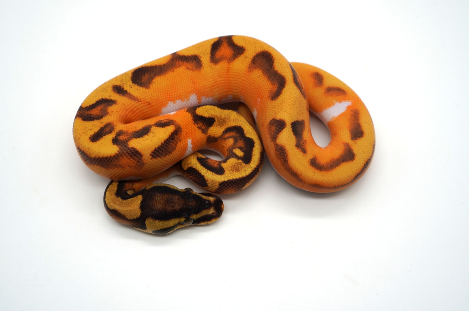 Super Orange Dream YB Enchi Leopard Pied Ball Python by Ozzy Boids LLC ...