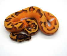 Super Orange Dream YB Enchi Leopard Pied Ball Python by Ozzy Boids LLC ...