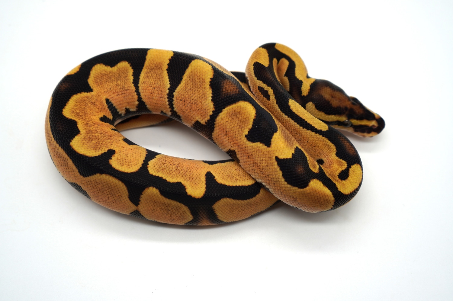 Orange Dream Fire DH Candy Pied Ball Python by Ozzy Boids LLC - MorphMarket