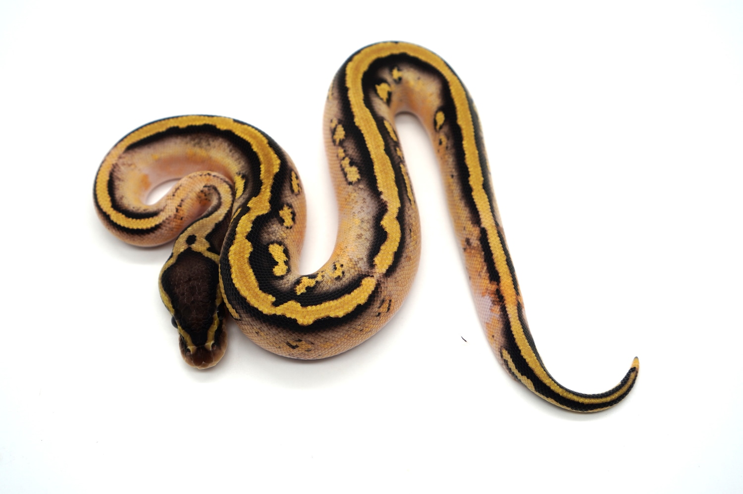 Pastel Leopard Pied 66% DH Desert Ghost VPI Axanthic Ball Python by ...