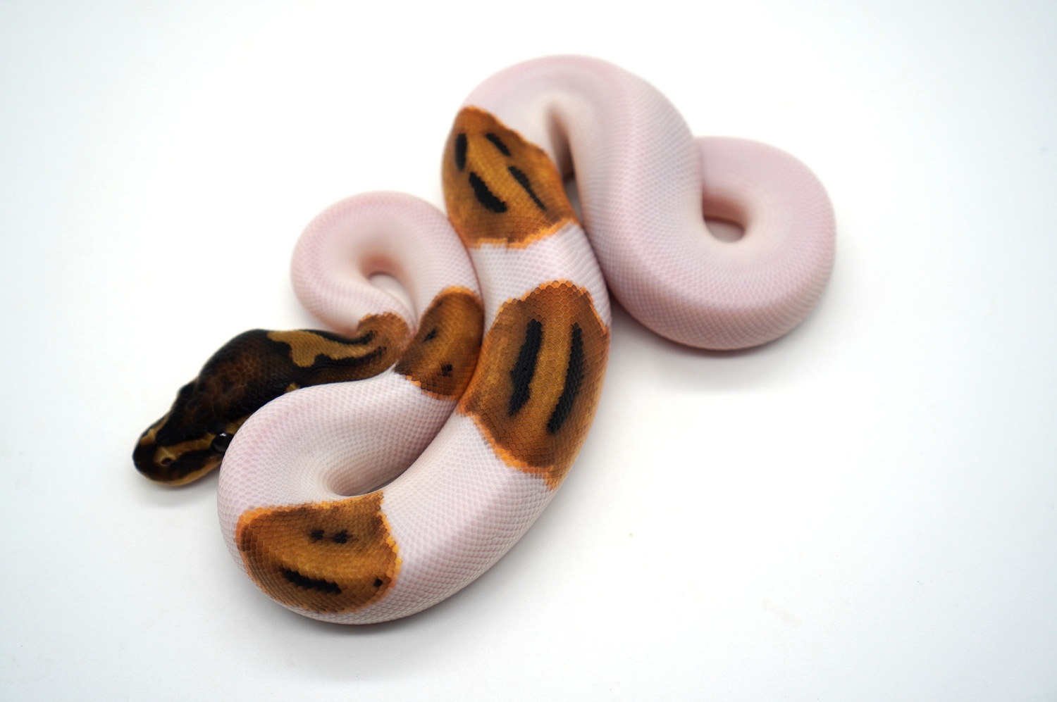 Orange Dream Pied 66% DH Desert Ghost VPI Axanthic Ball Python by Ozzy ...