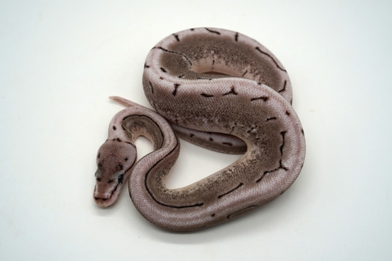 VPI Axanthic Spinner Het Desert Ghost Ball Python by Ozzy Boids LLC