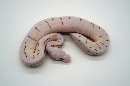 VPI Axanthic Spinner Blast Desert Ghost Ball Python by Ozzy Boids LLC