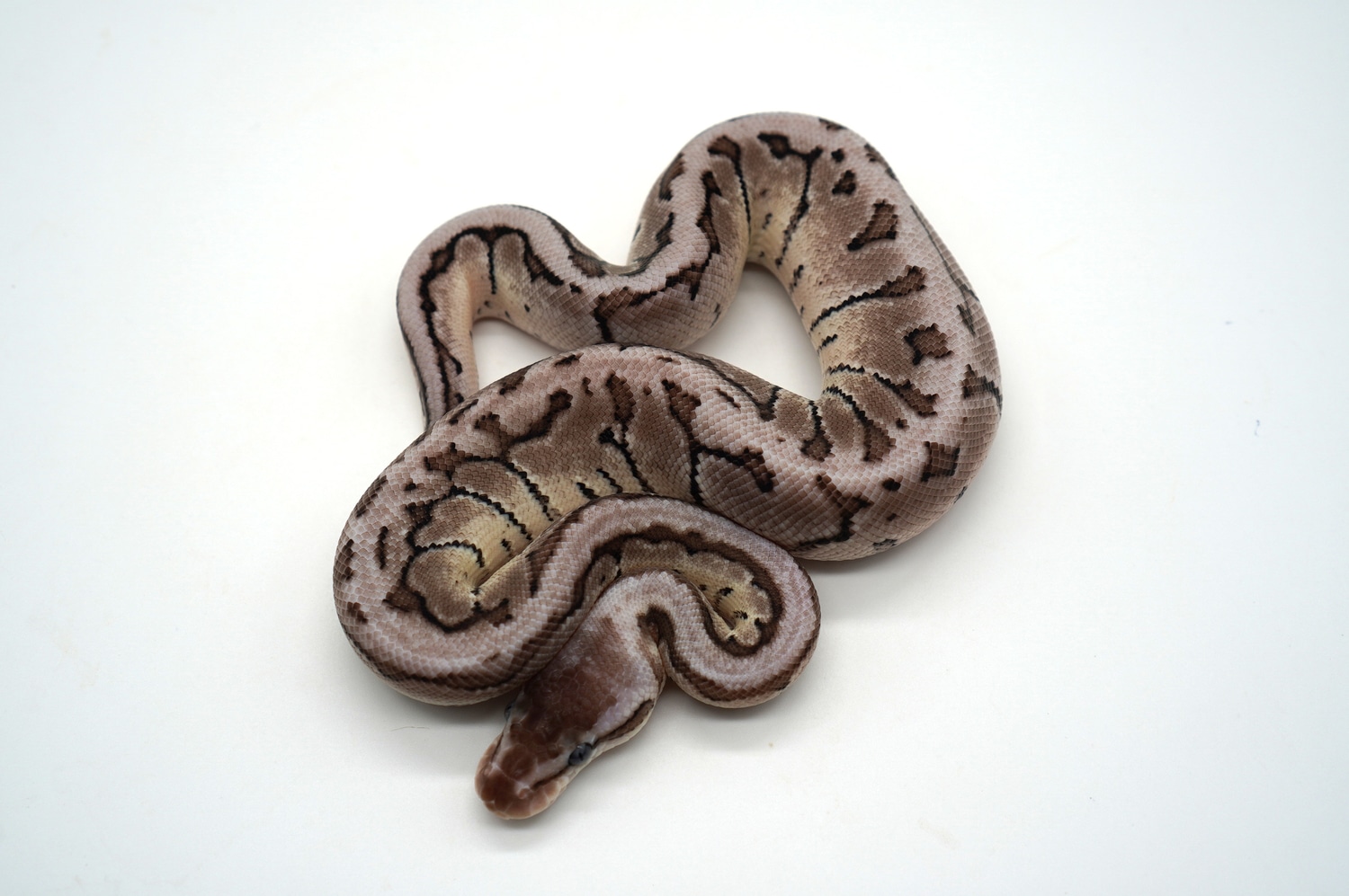 VPI Axanthic Lemon Blast Het Desert Ghost Ball Python by Ozzy Boids LLC ...