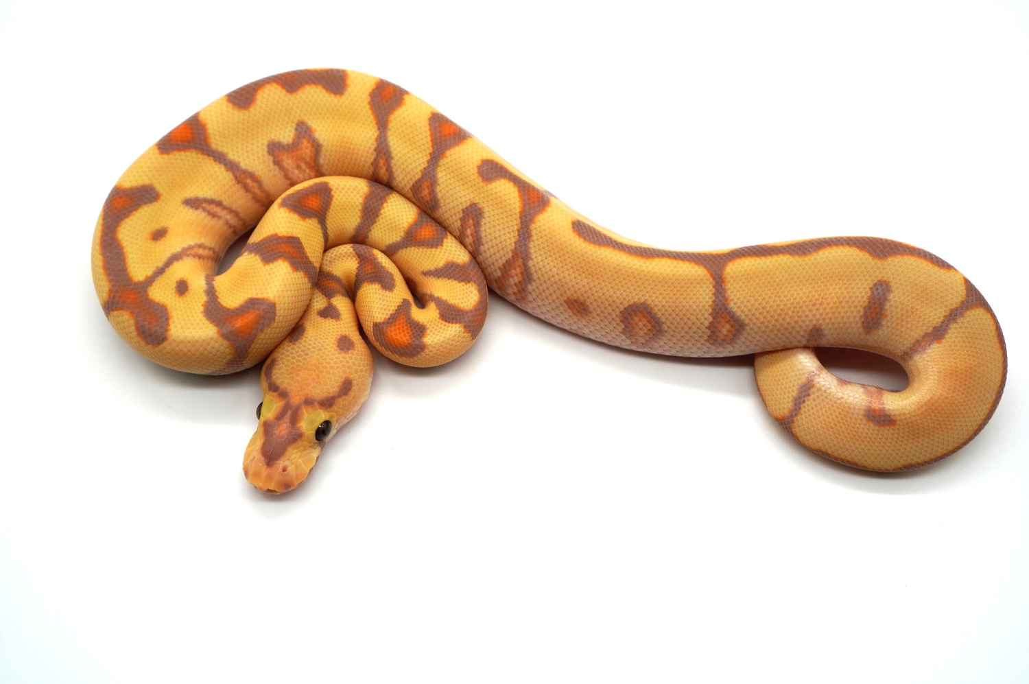 Orange Dream Enchi Spotnose Banana Clown Ball Python by Ozzy Boids LLC ...