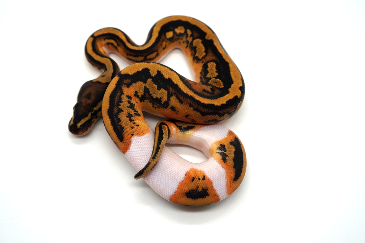 Pied 66% DH Hypo Clown 50% Het Ultramel Ball Python by Ozzy Boids LLC ...