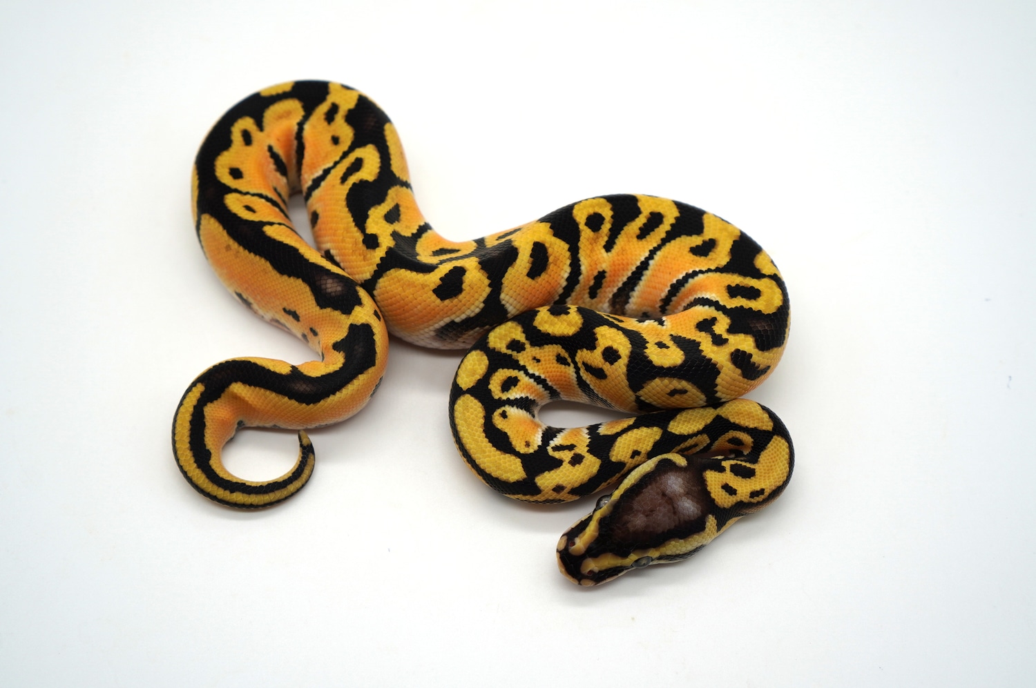 Super Orange Dream Pastel Het Puzzle (Pos Het Cryptic) Ball Python by ...