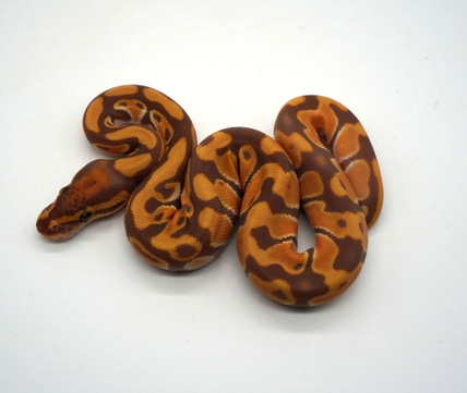 Orange Dream Fire Fly VPI Axanthic Het Pied Ball Python by Ozzy Boids ...